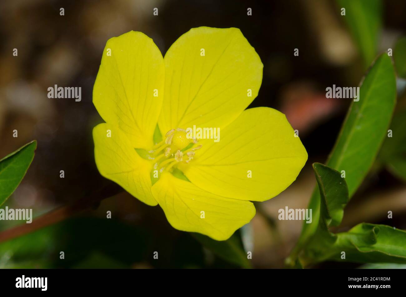 Floating Primrose-willow, Ludwigia peploides Stock Photo - Alamy