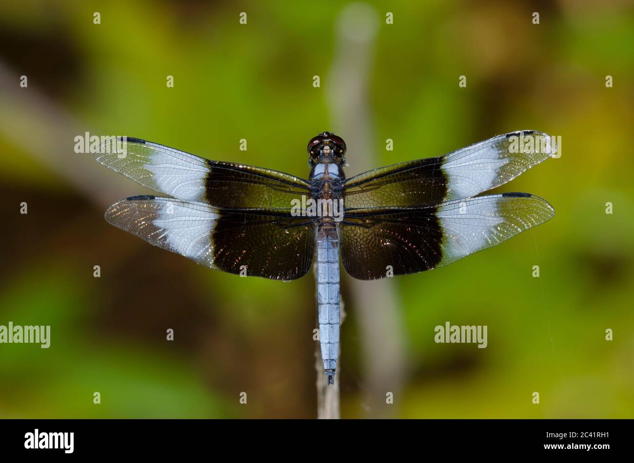 Widow Skimmer, Libellula luctuosa, male Stock Photo - Alamy