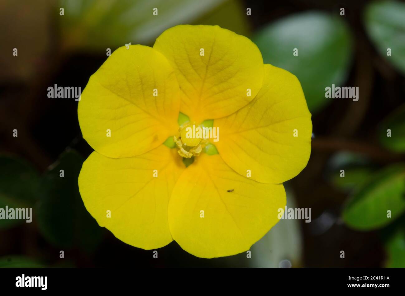 Floating Primrose-willow, Ludwigia peploides Stock Photo - Alamy
