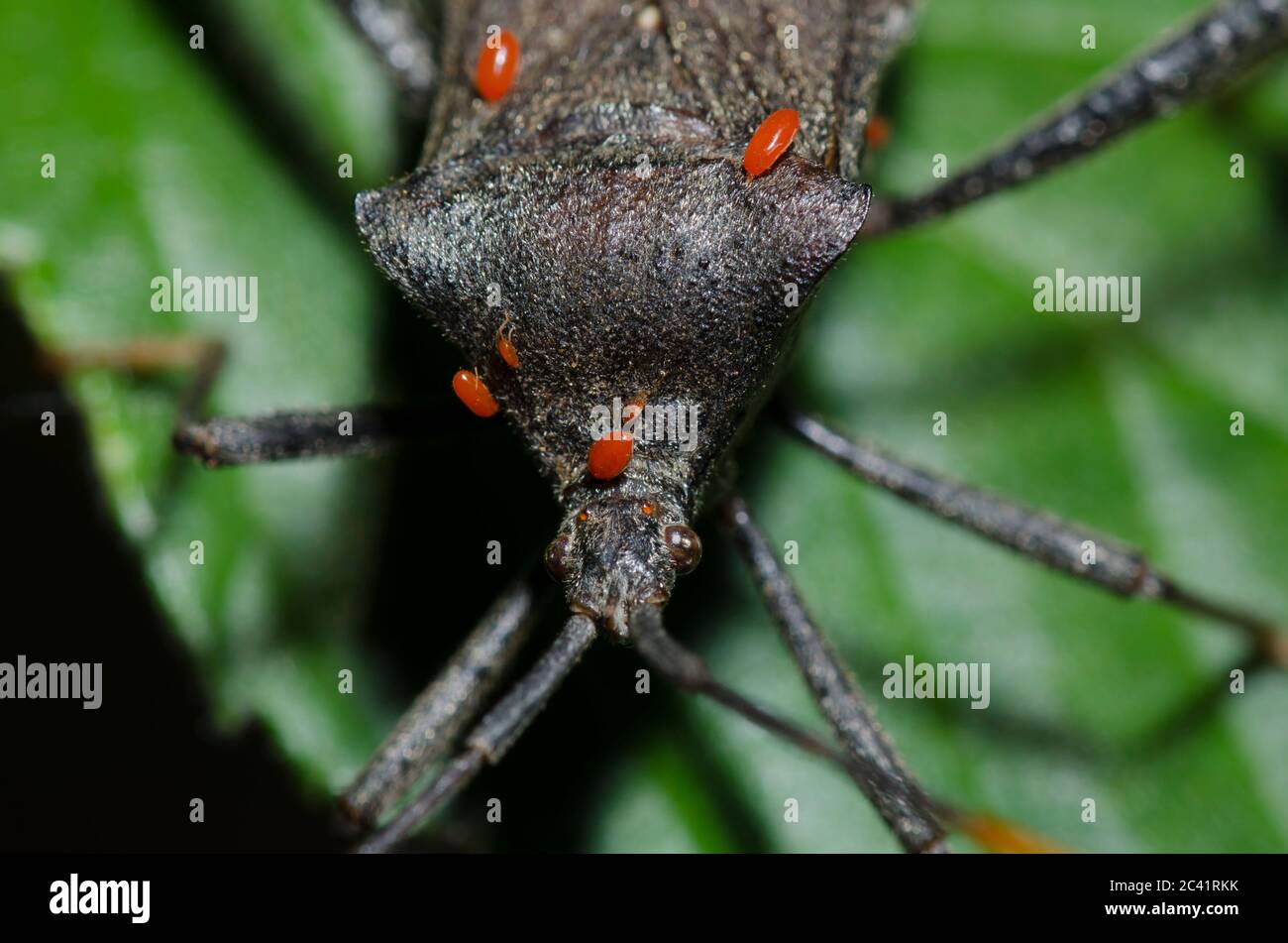 Red mites hi-res stock photography and images - Alamy