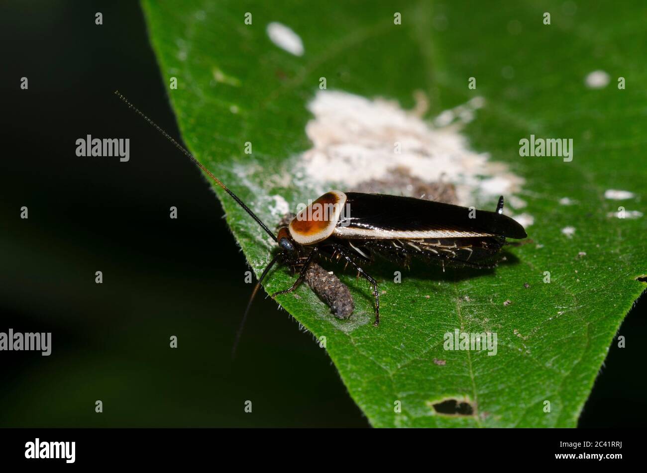 Pale Bordered Field Cockroach, Pseudomops septentrionalis, probing bird ...