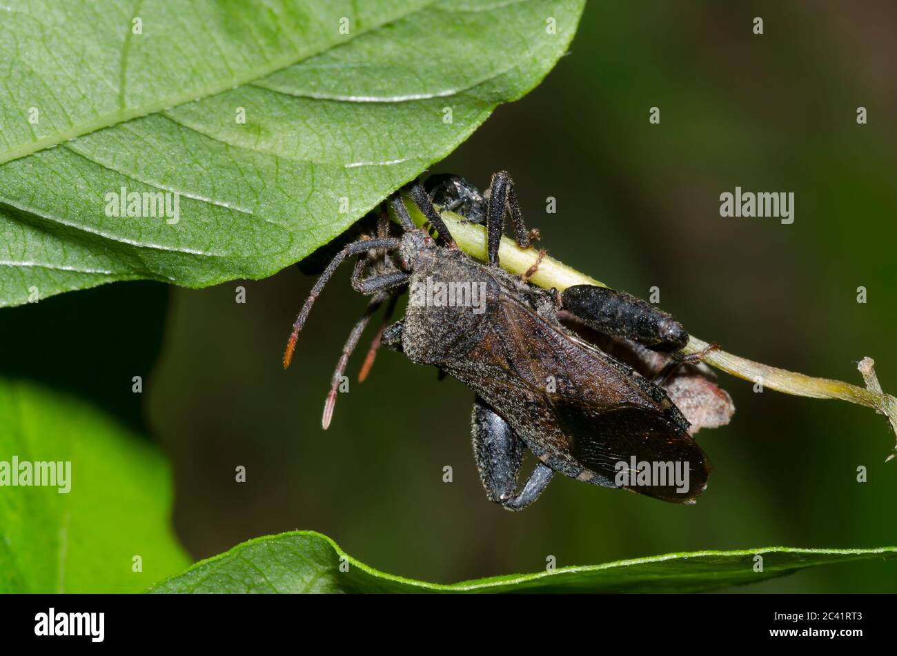 Leaf footed bug coreidae family hi-res stock photography and images - Alamy