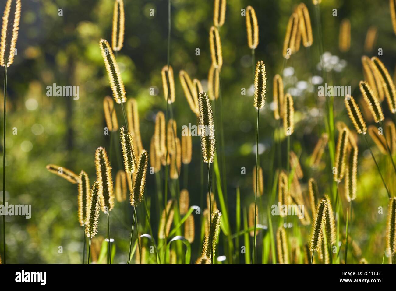 Meadow with backlit green plants Stock Photo - Alamy