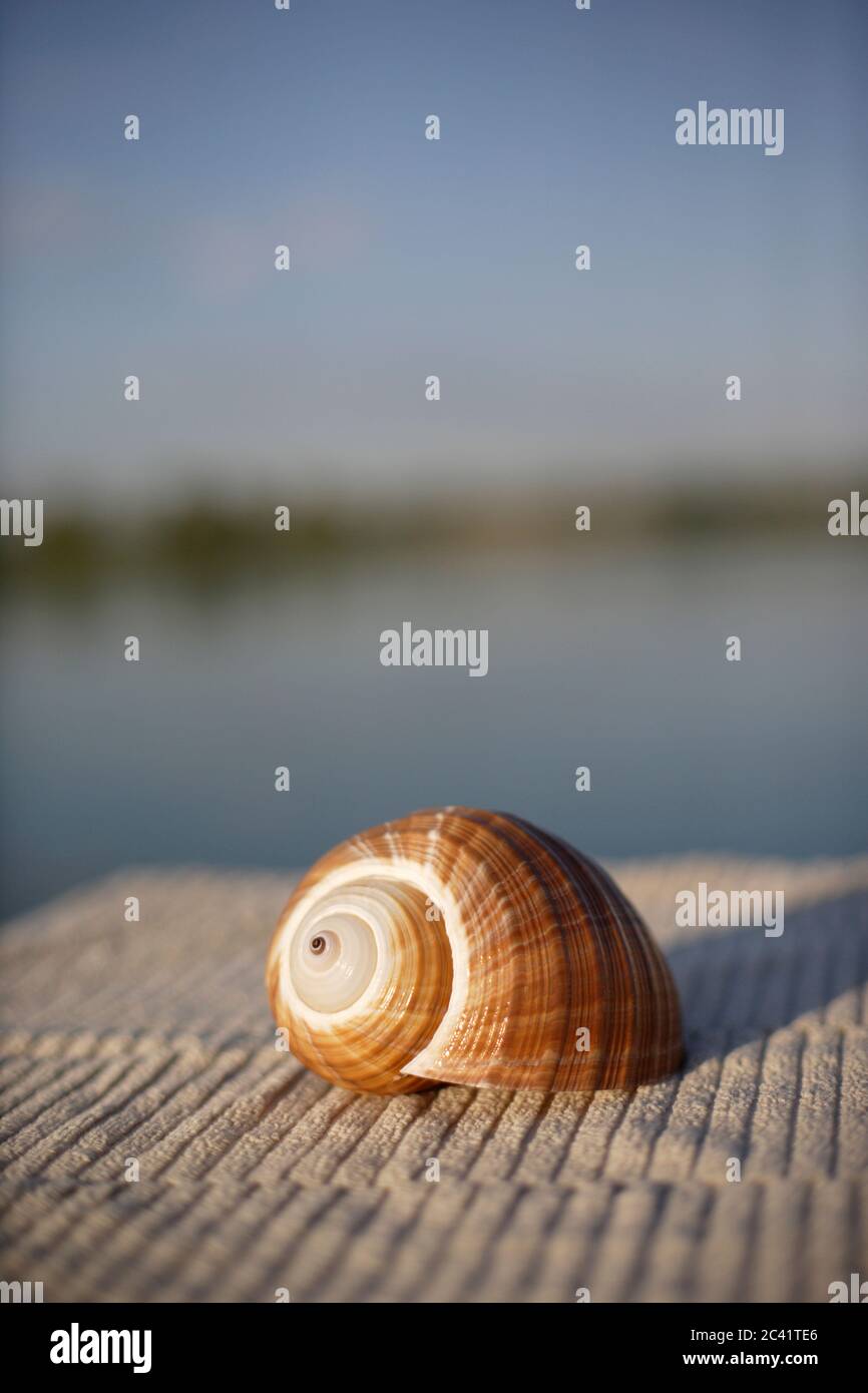 Snail shell on a beach sheet Stock Photo - Alamy