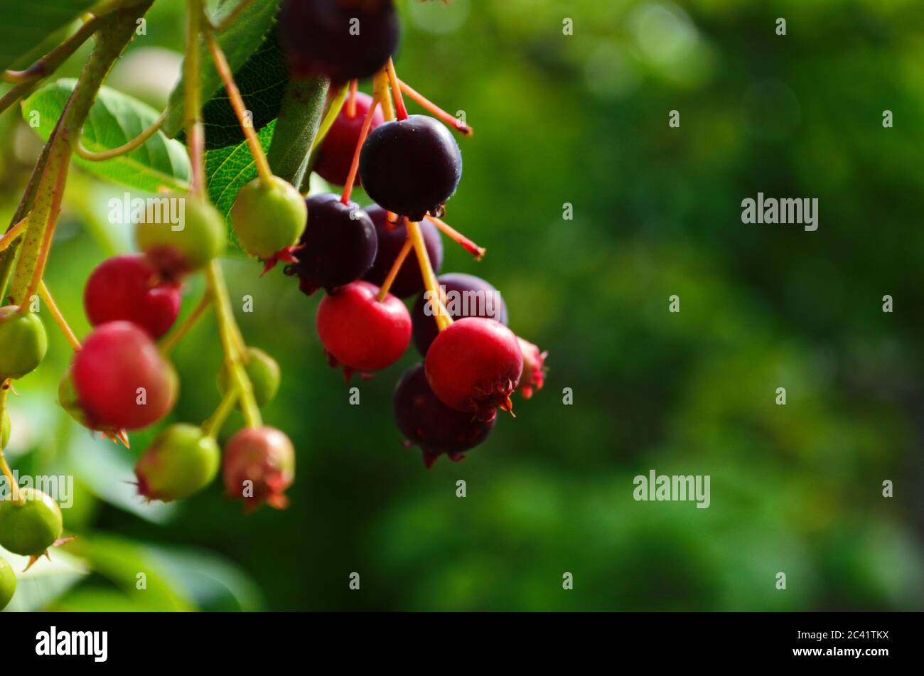 Amelanchier lamarckii fruit hi-res stock photography and images - Alamy