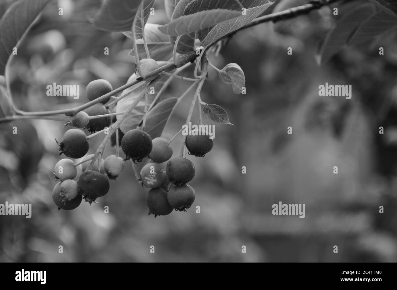 Juneberry shrub Black and White Stock Photos & Images - Alamy