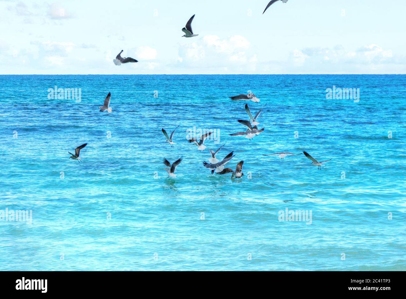 Hungry seagulls fighting for fish in a feeding frenzy over the ocean ...