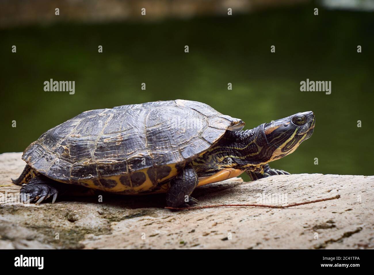 Yellow-bellied slider turtle (Trachemys scripta scripta Stock Photo - Alamy