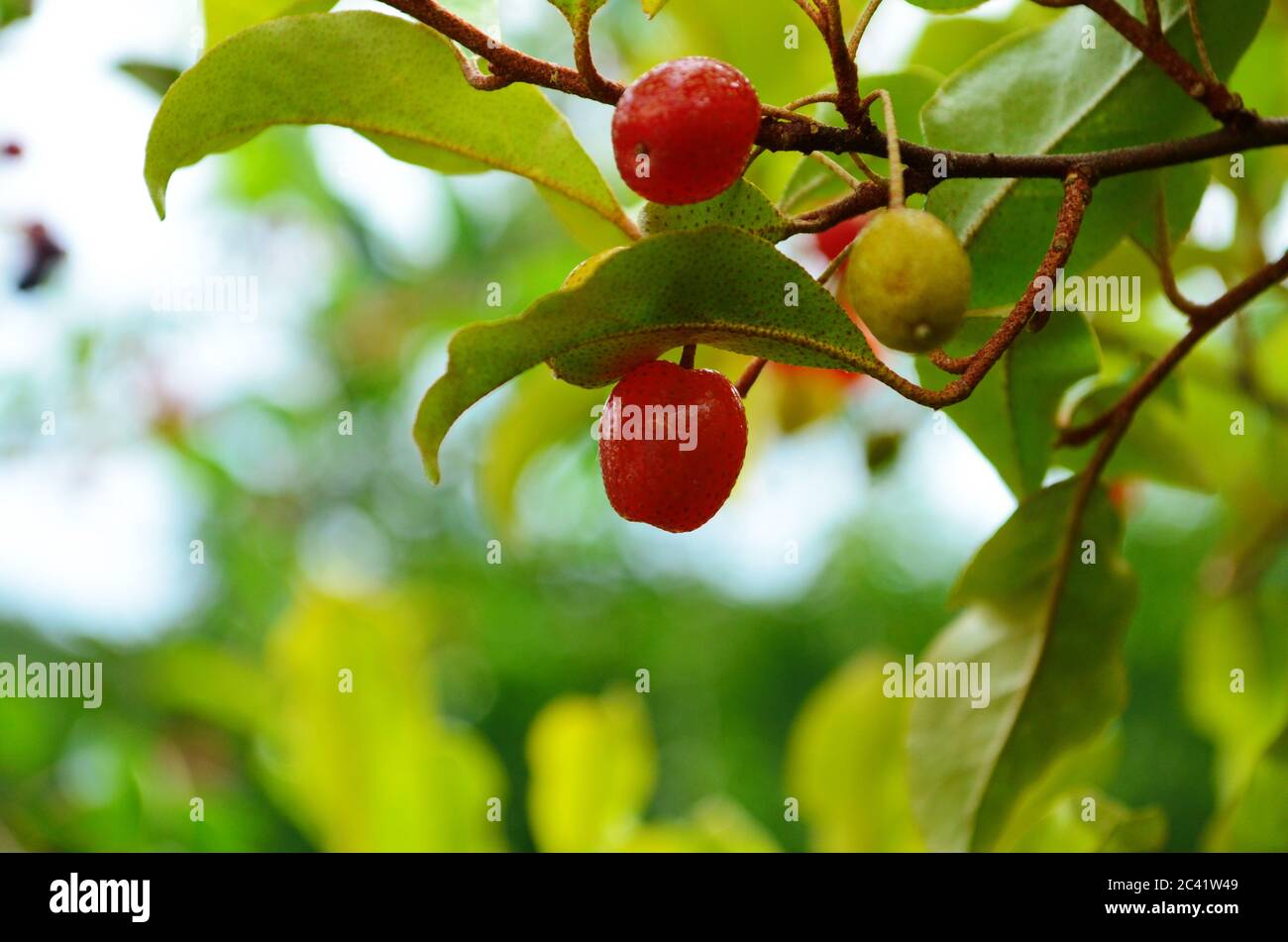 Elaeagnus Multiflora High Resolution Stock Photography and Images - Alamy