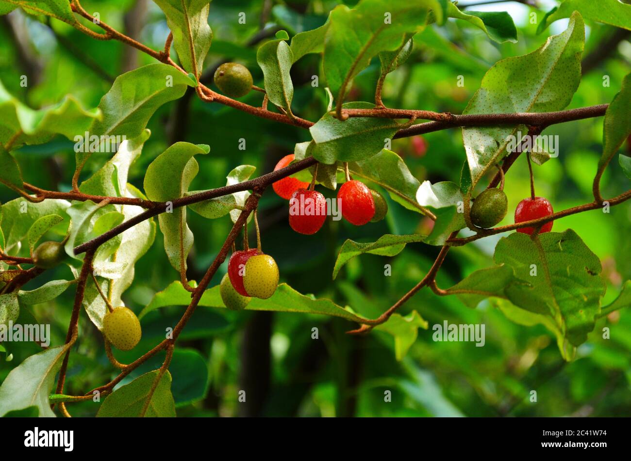 Elaeagnus Multiflora High Resolution Stock Photography and Images - Alamy