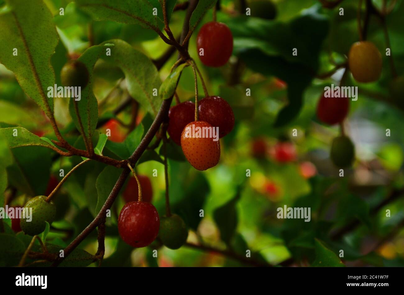 Elaeagnus Multiflora High Resolution Stock Photography and Images - Alamy