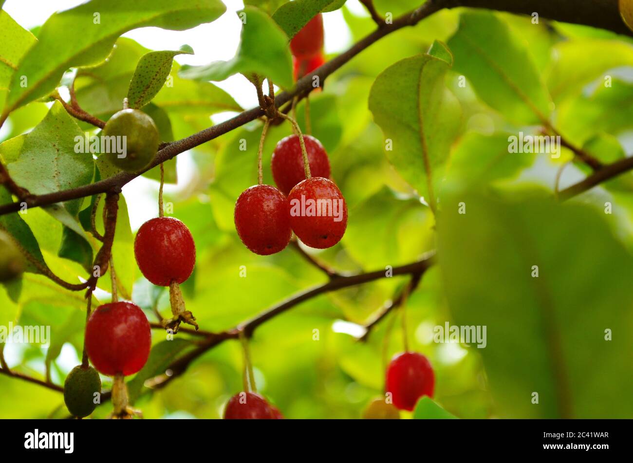 Elaeagnus Multiflora High Resolution Stock Photography and Images - Alamy