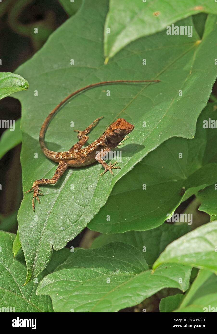 Anolis Lizard (Anolis species) adult resting on leaf Pico Bonito ...