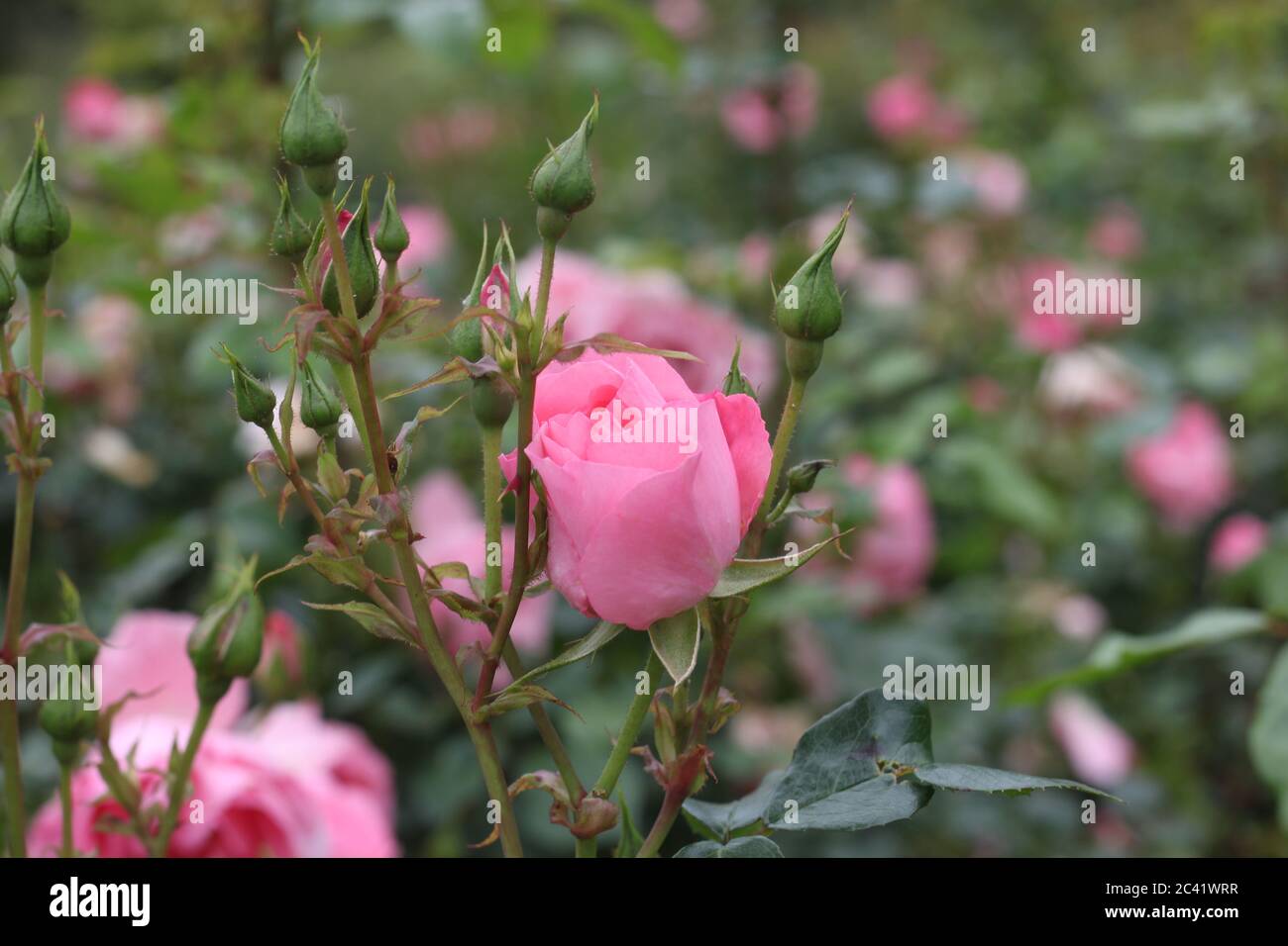 Closed roses hi-res stock photography and images - Alamy