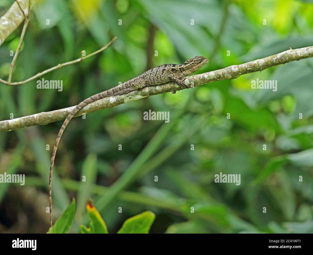 Basiliscus basilisk hi-res stock photography and images - Alamy