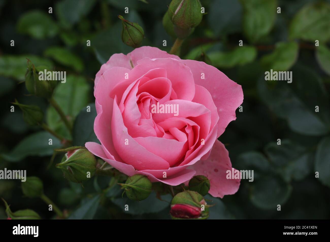 Pink rose photography hi-res stock photography and images - Alamy