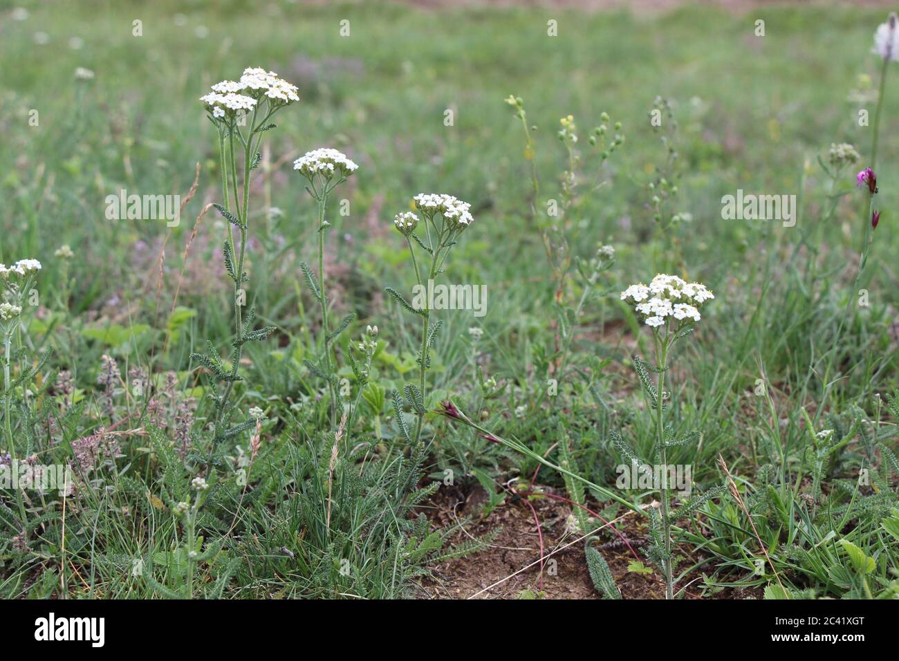Stenchgrass hi-res stock photography and images - Alamy