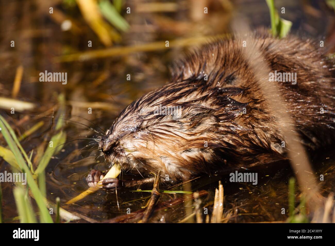 Common Muskrat High Resolution Stock Photography and Images - Alamy