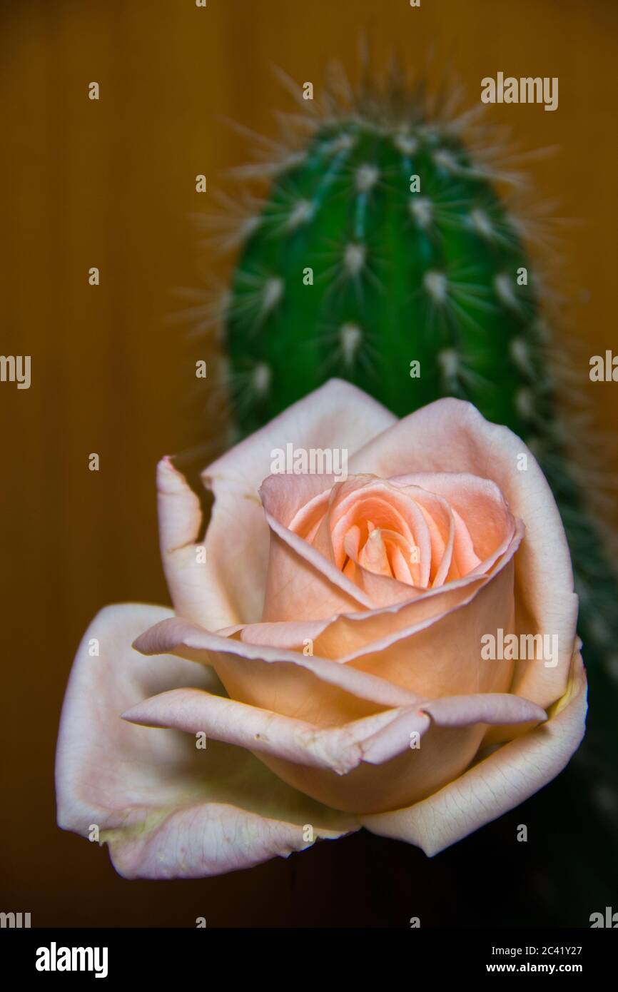 Cactus and rose in one frame for comparison Stock Photo - Alamy