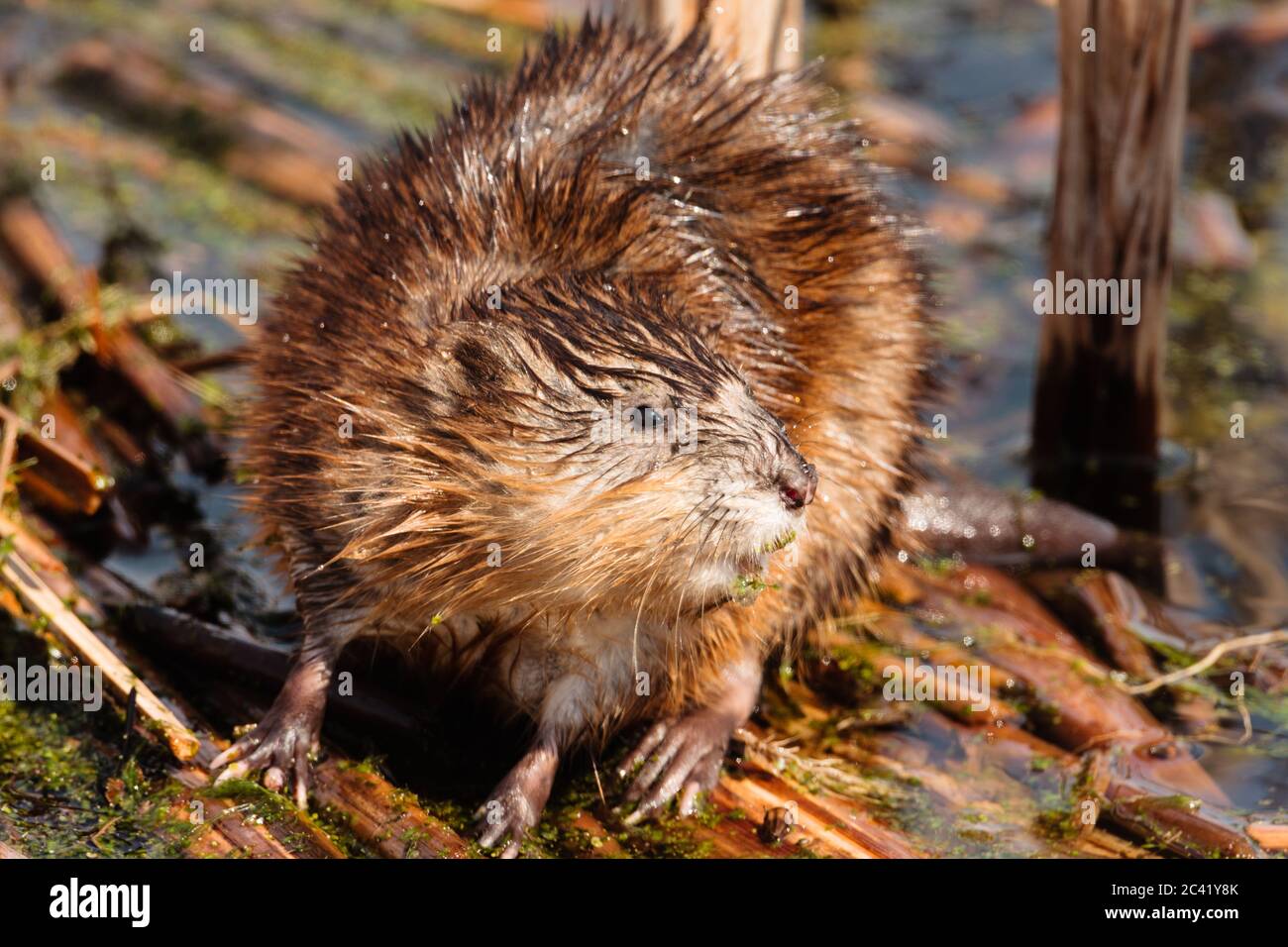 Common Muskrat High Resolution Stock Photography and Images - Alamy