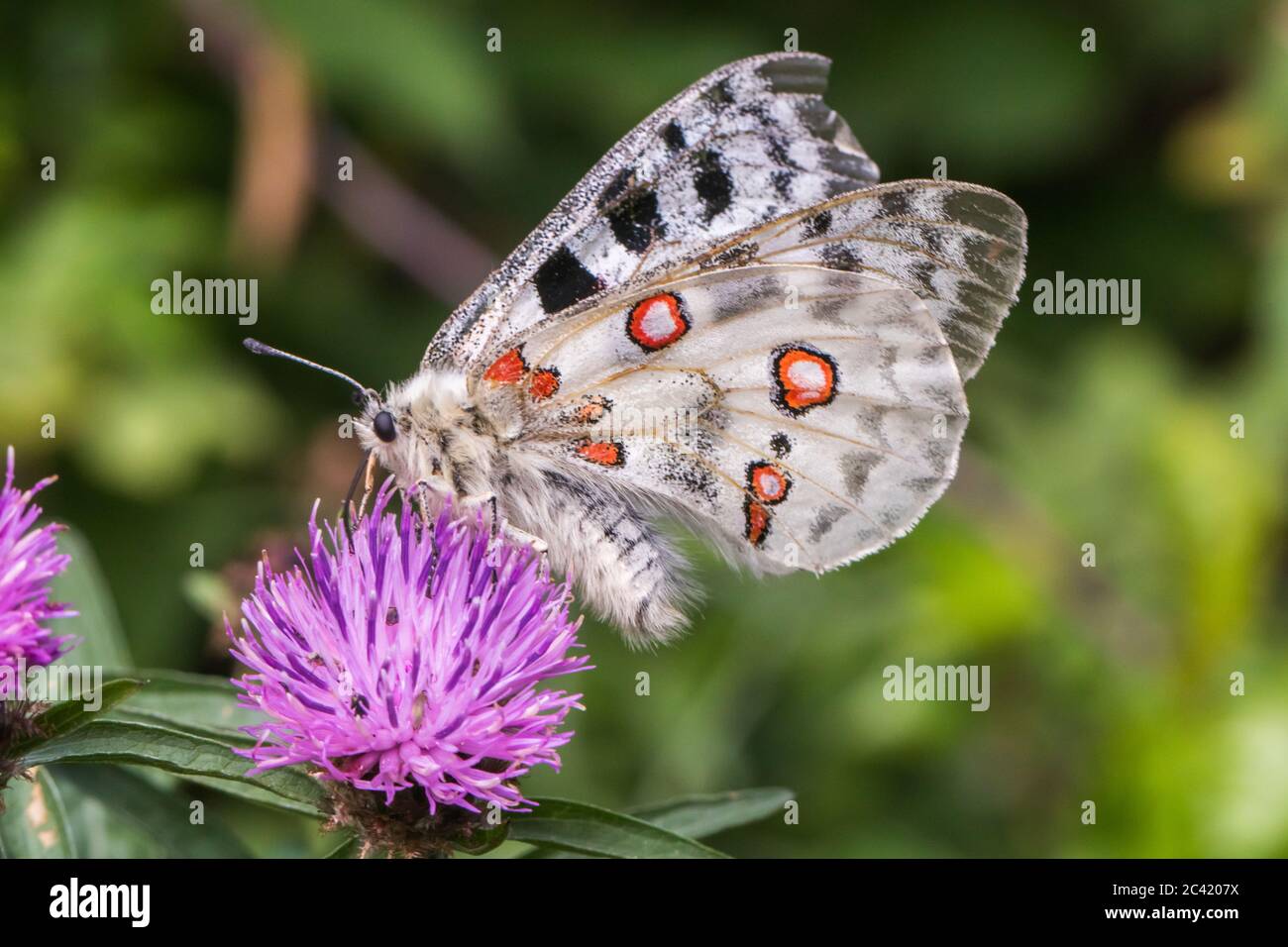 Apollo parnassius apollo sitting on white flower hi-res stock ...