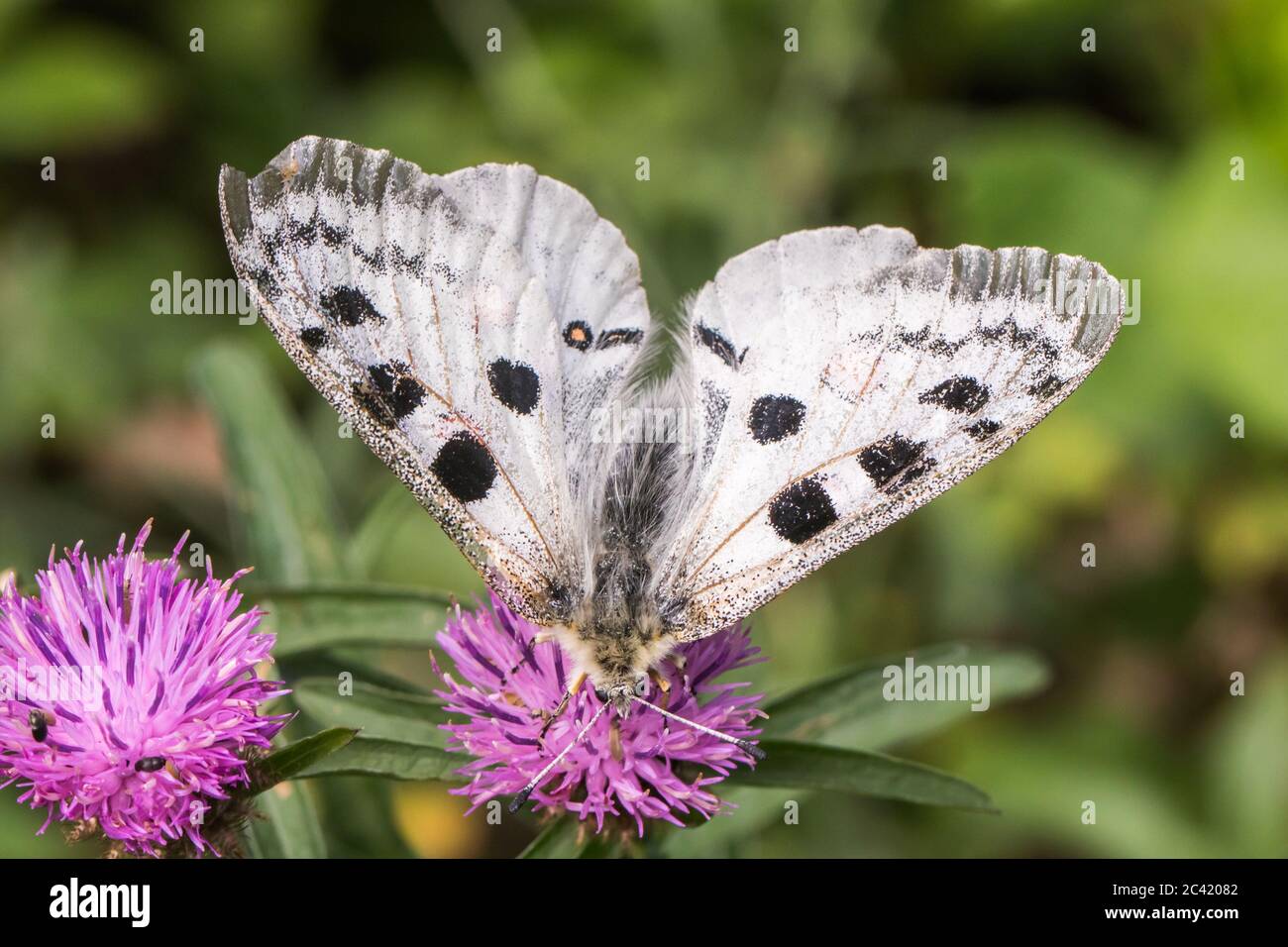 Apollo parnassius apollo sitting on white flower hi-res stock ...