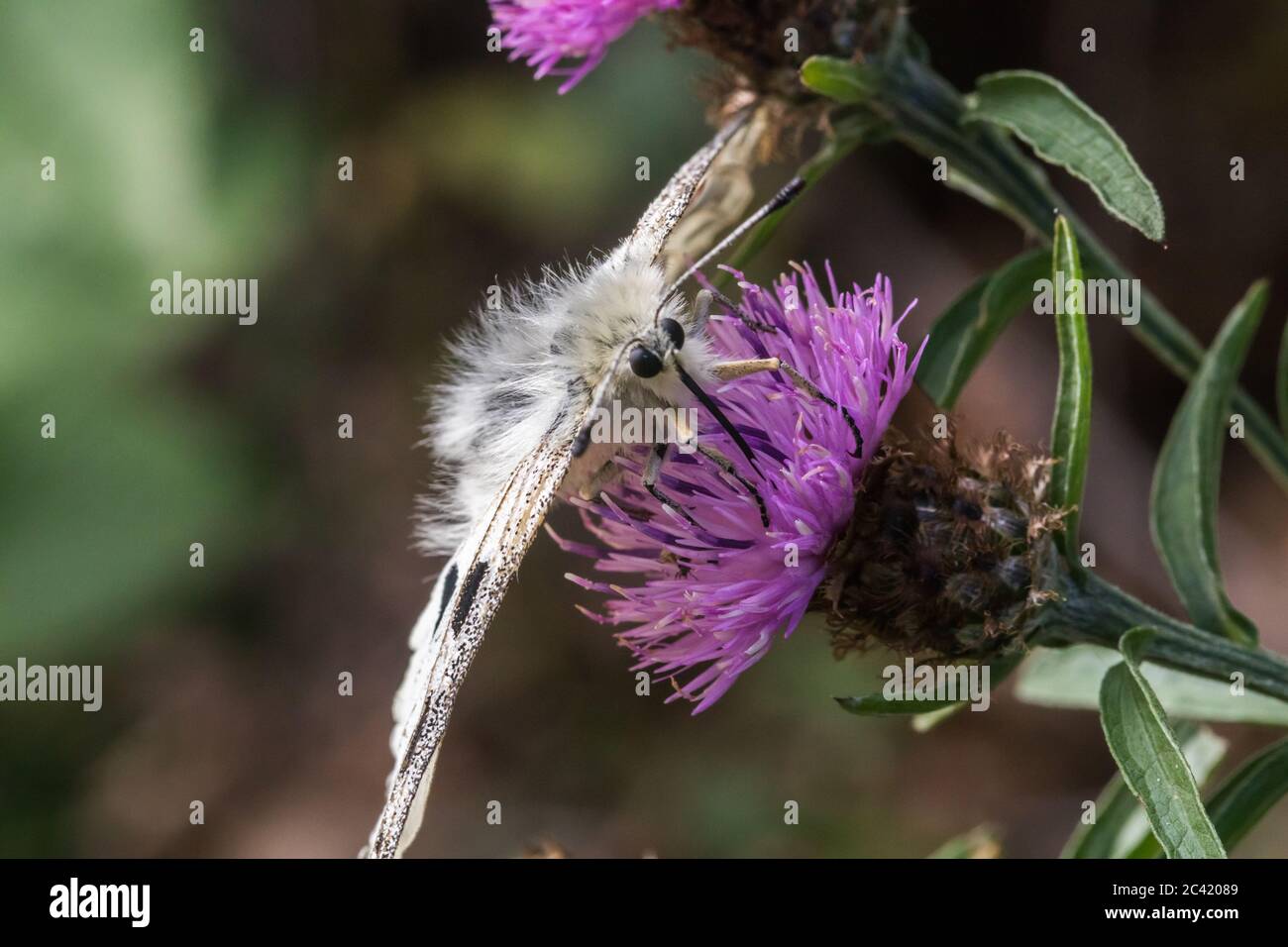 Red apollo parnassius apollo with wings spread on flower hi-res stock ...