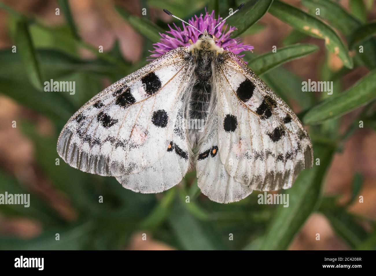 A red Apollo is sitting on a flower Stock Photo - Alamy