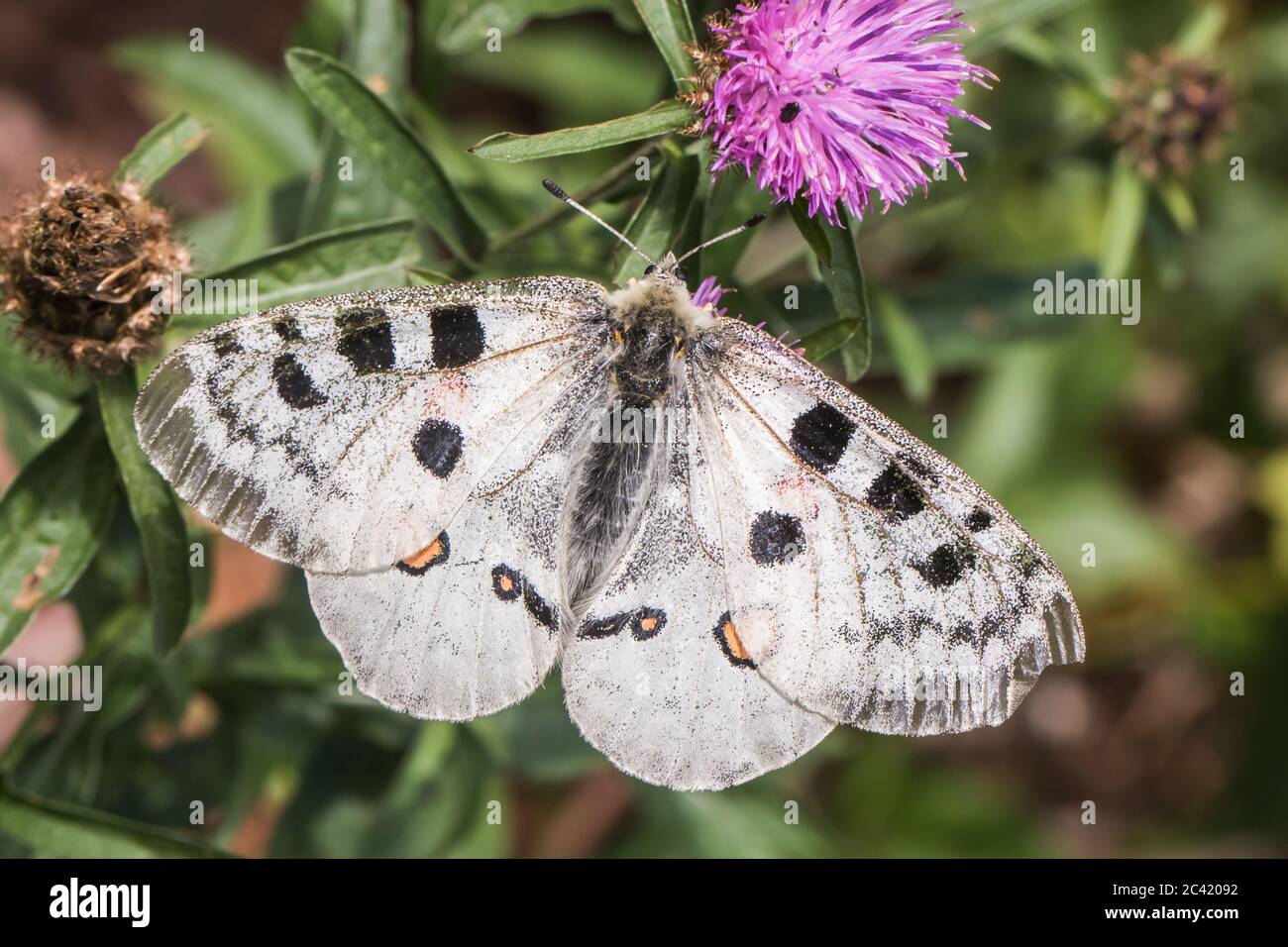 Apollo Parnassius Apollo Sitting On White Flower High Resolution Stock ...