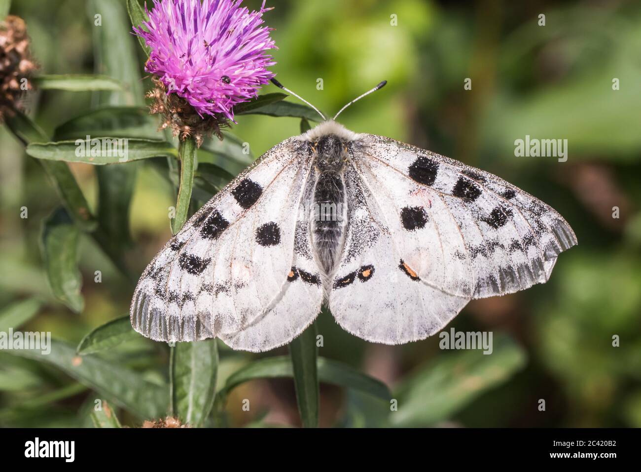 Red Apollo High Resolution Stock Photography and Images - Alamy