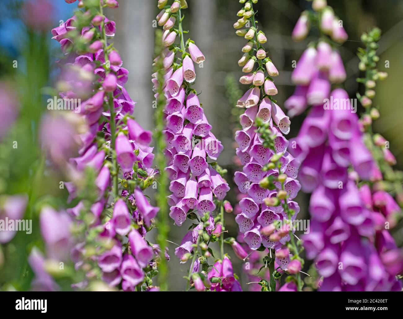 Flowering red foxglove, Digitalis purpurea, in the forest Stock Photo ...