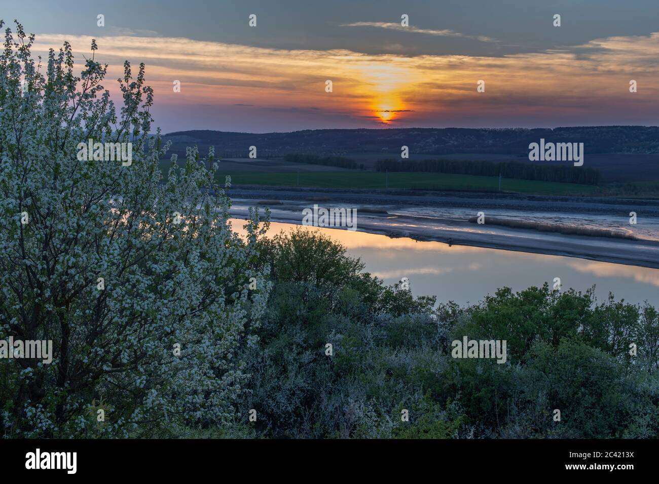 View with a white shrub. White bush and a bank after overflow of a ...