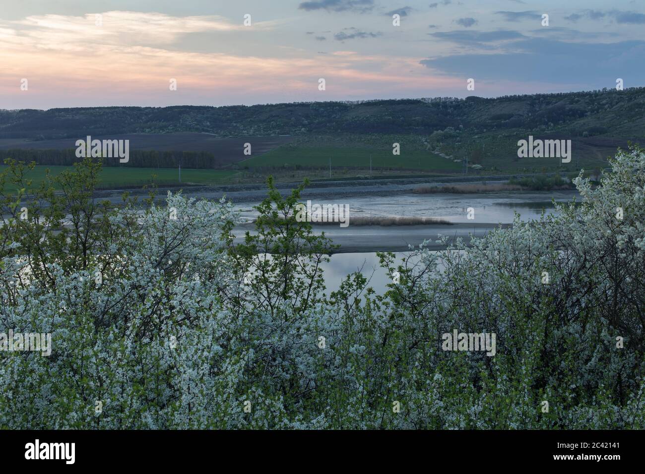 View with a white shrub. White bush and a bank after overflow of a ...