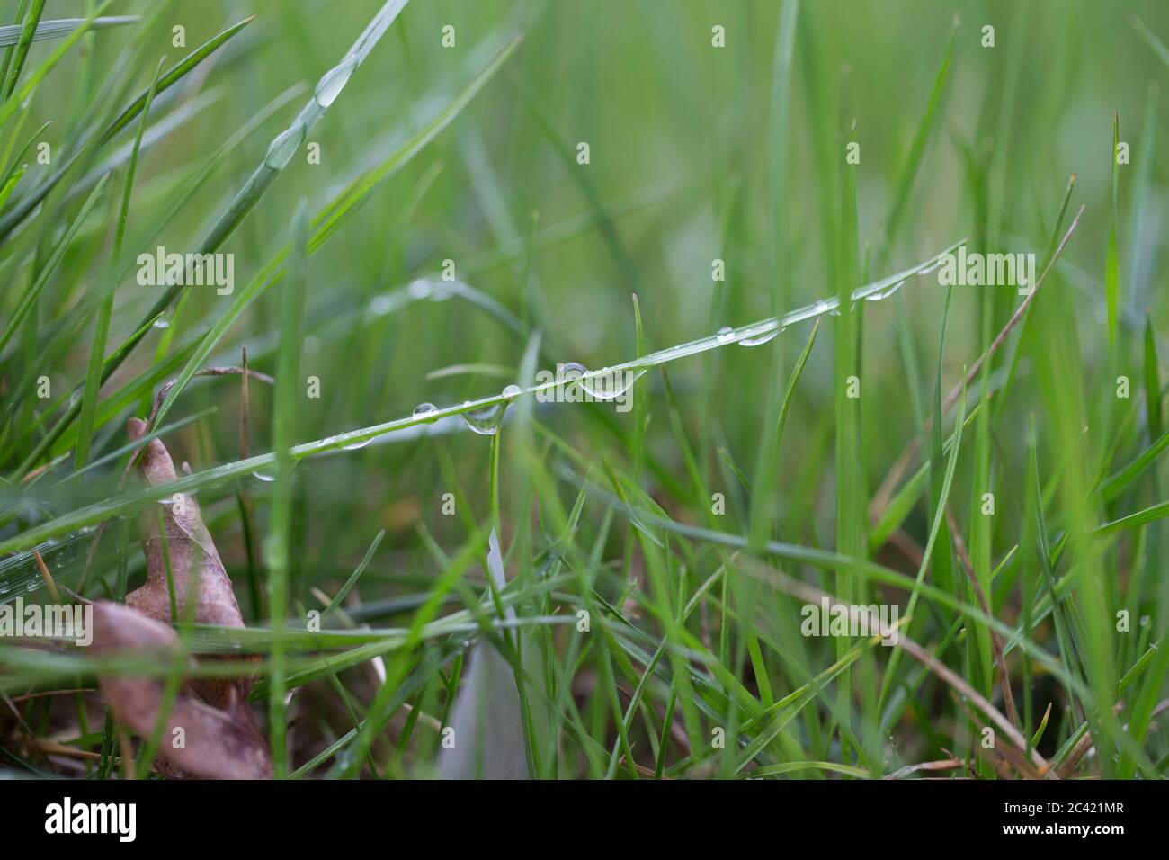 Grass after the rain hi-res stock photography and images - Alamy