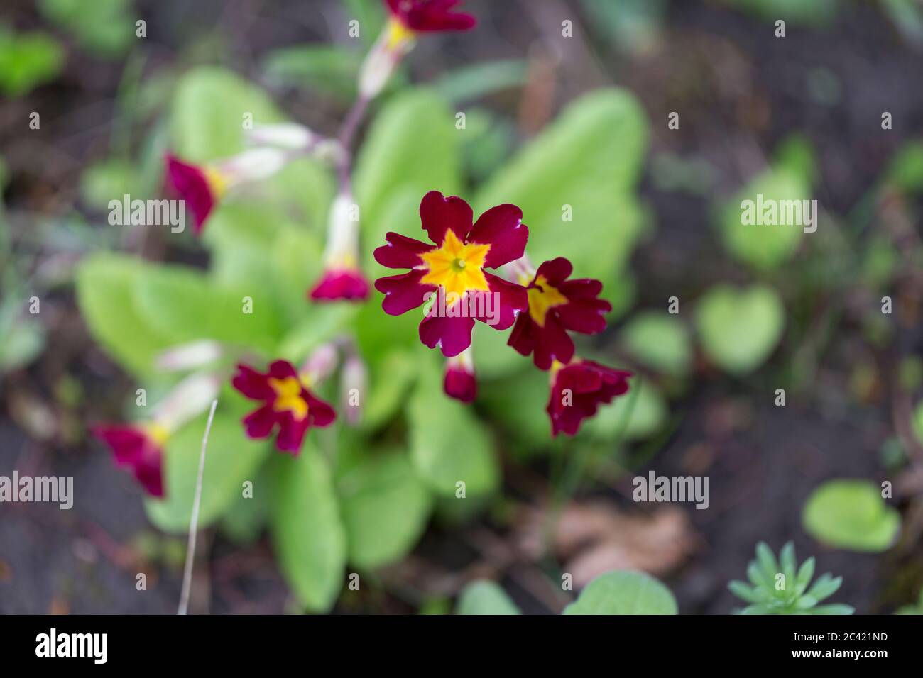 Perilla flower hi-res stock photography and images - Alamy