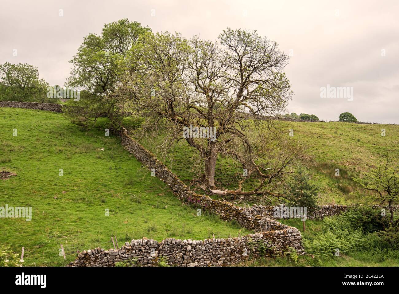 Ash dieback young tree hi-res stock photography and images - Alamy