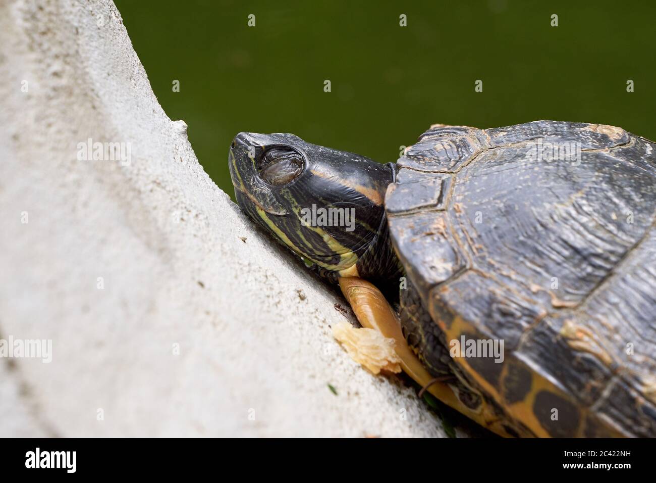 Yellow bellied slider underwater hi-res stock photography and images ...