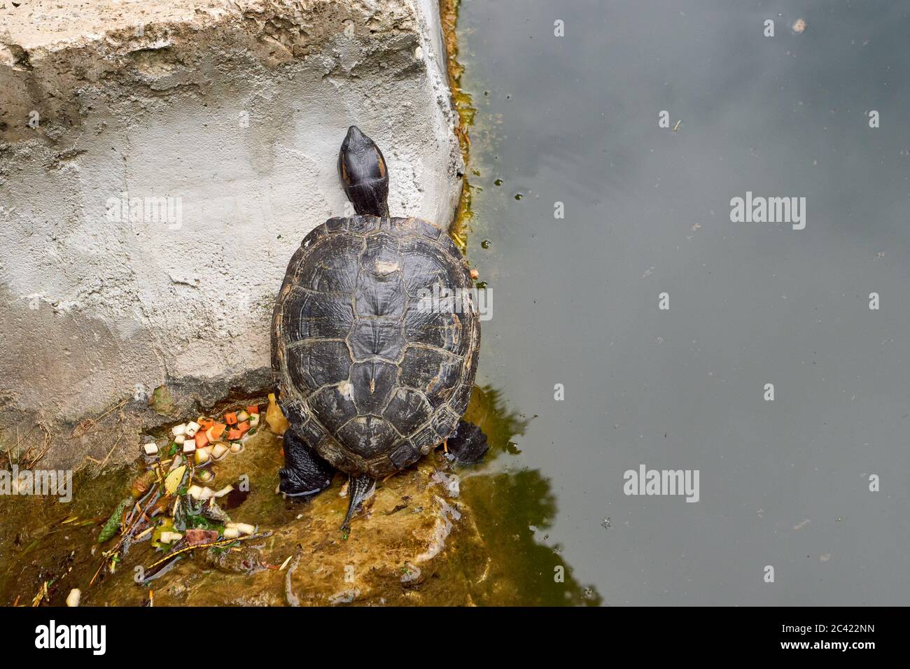 Yellow-bellied slider turtle (Trachemys scripta scripta Stock Photo - Alamy