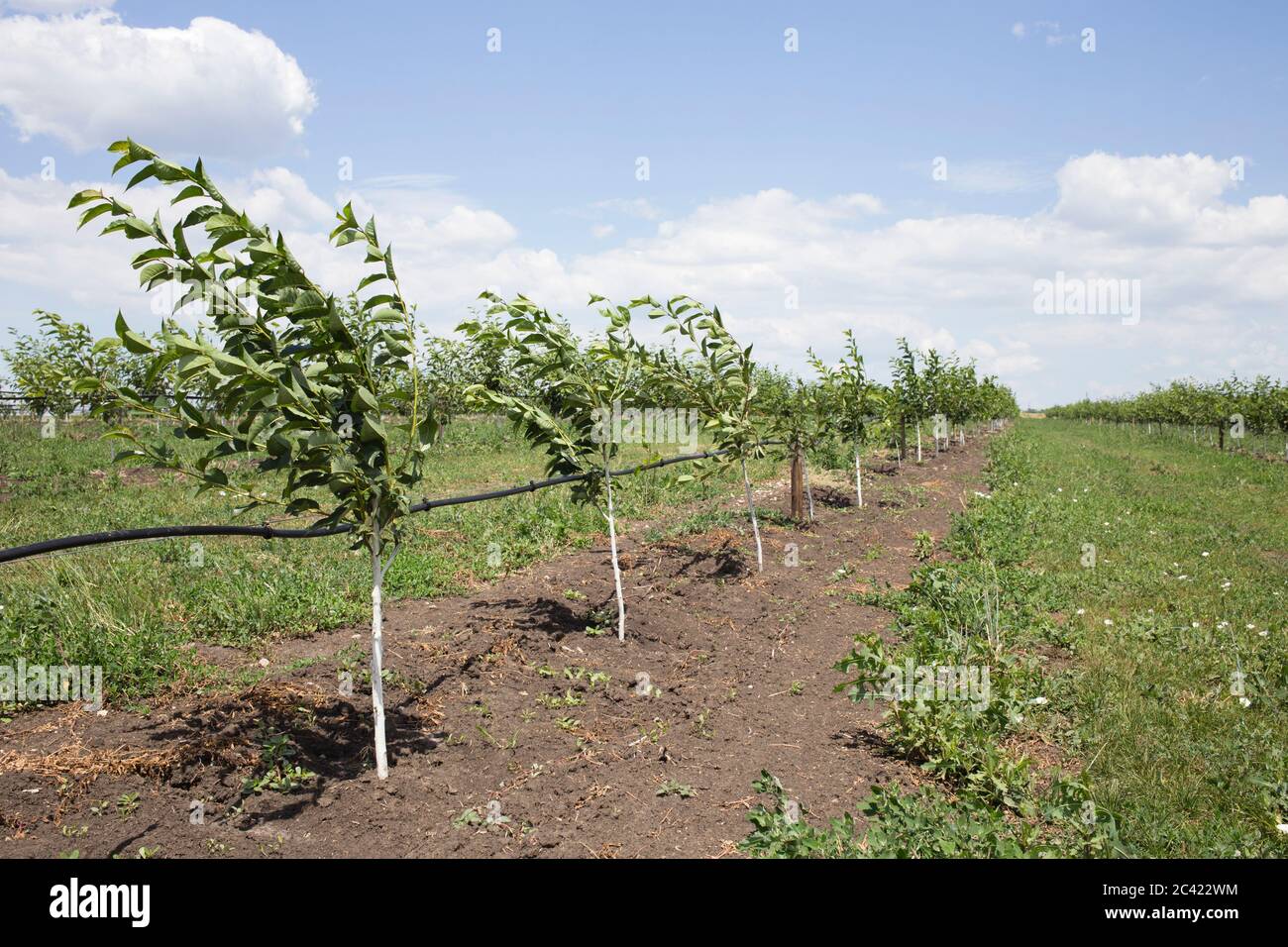 Trickle irrigation hi-res stock photography and images - Alamy