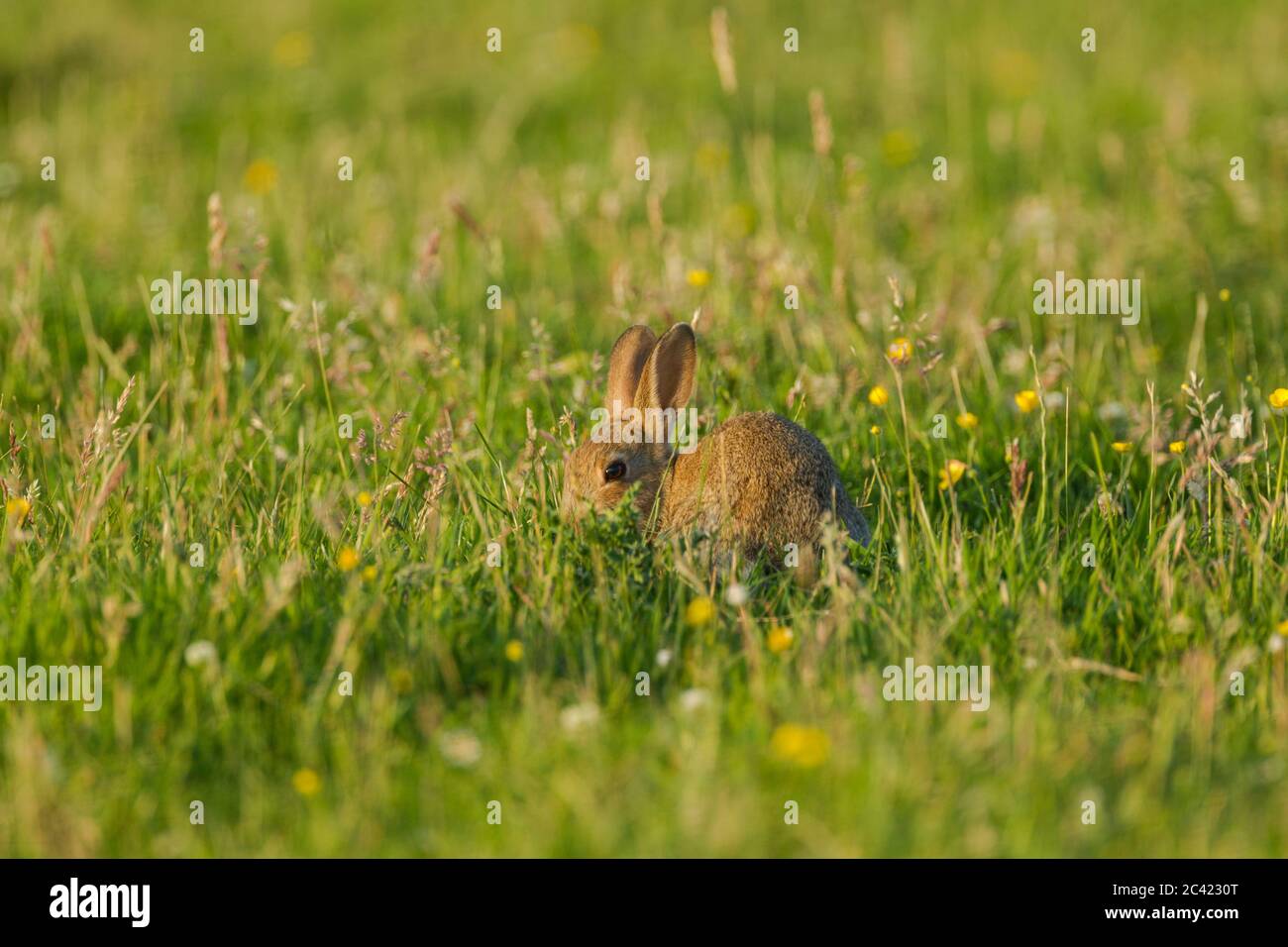 Young wild rabbit (Oryctolagus cuniculus) grazing in a grassy meadow ...