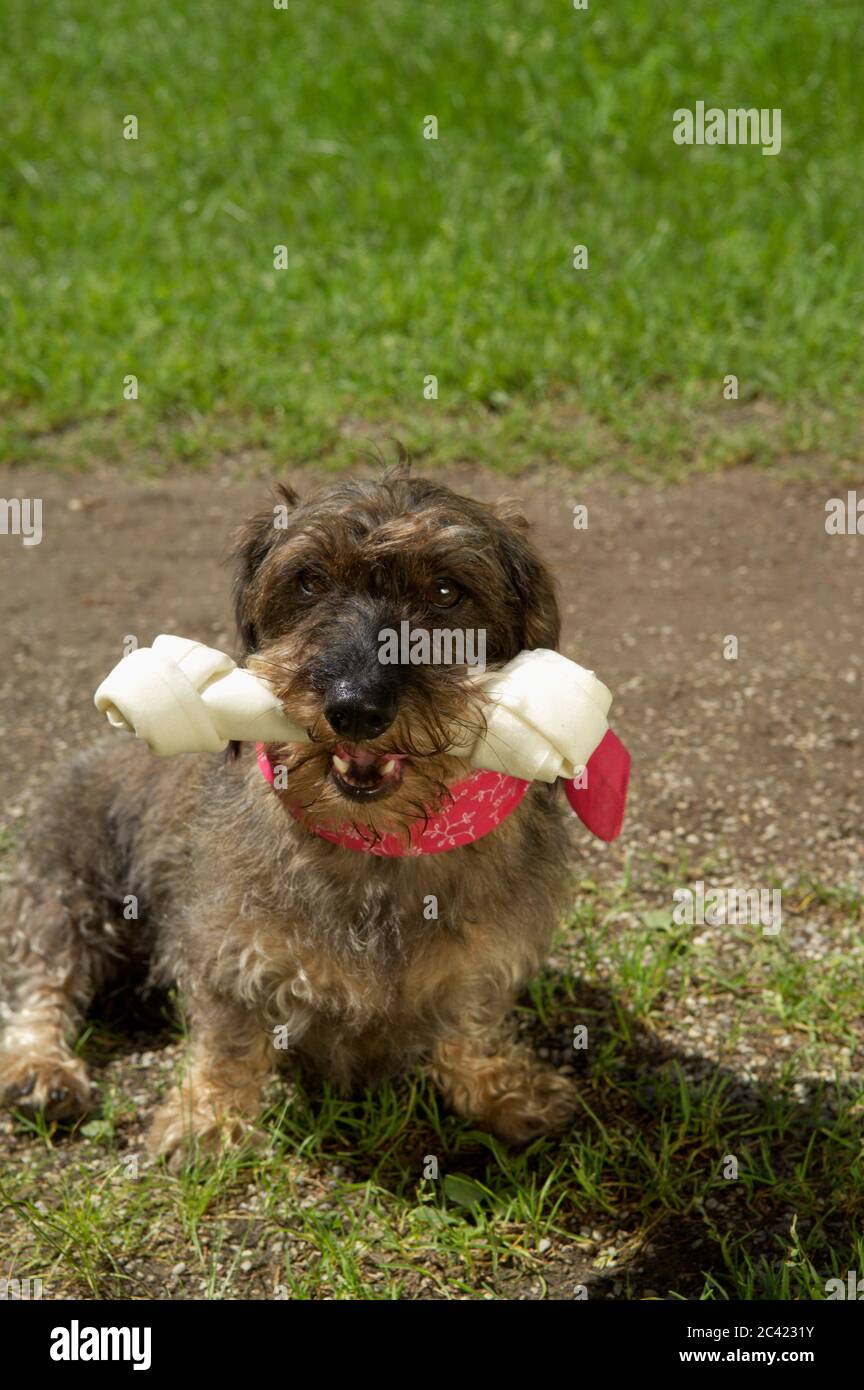 Dog with chewing bones Stock Photo - Alamy