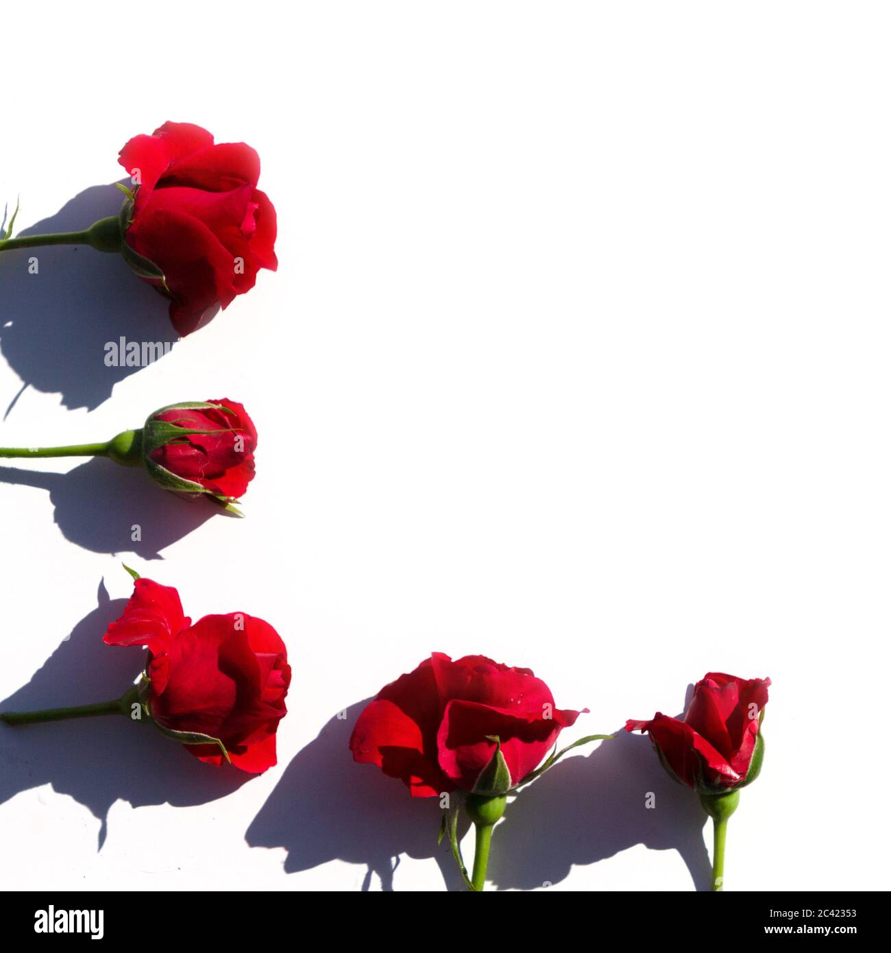 Creative layout made with red roses flowers on white background. Summer ...