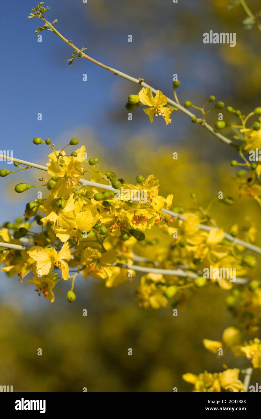 Yellow blooms of Blue Palo Verde, Parkinsonia Florida, Fabaceae, native ...