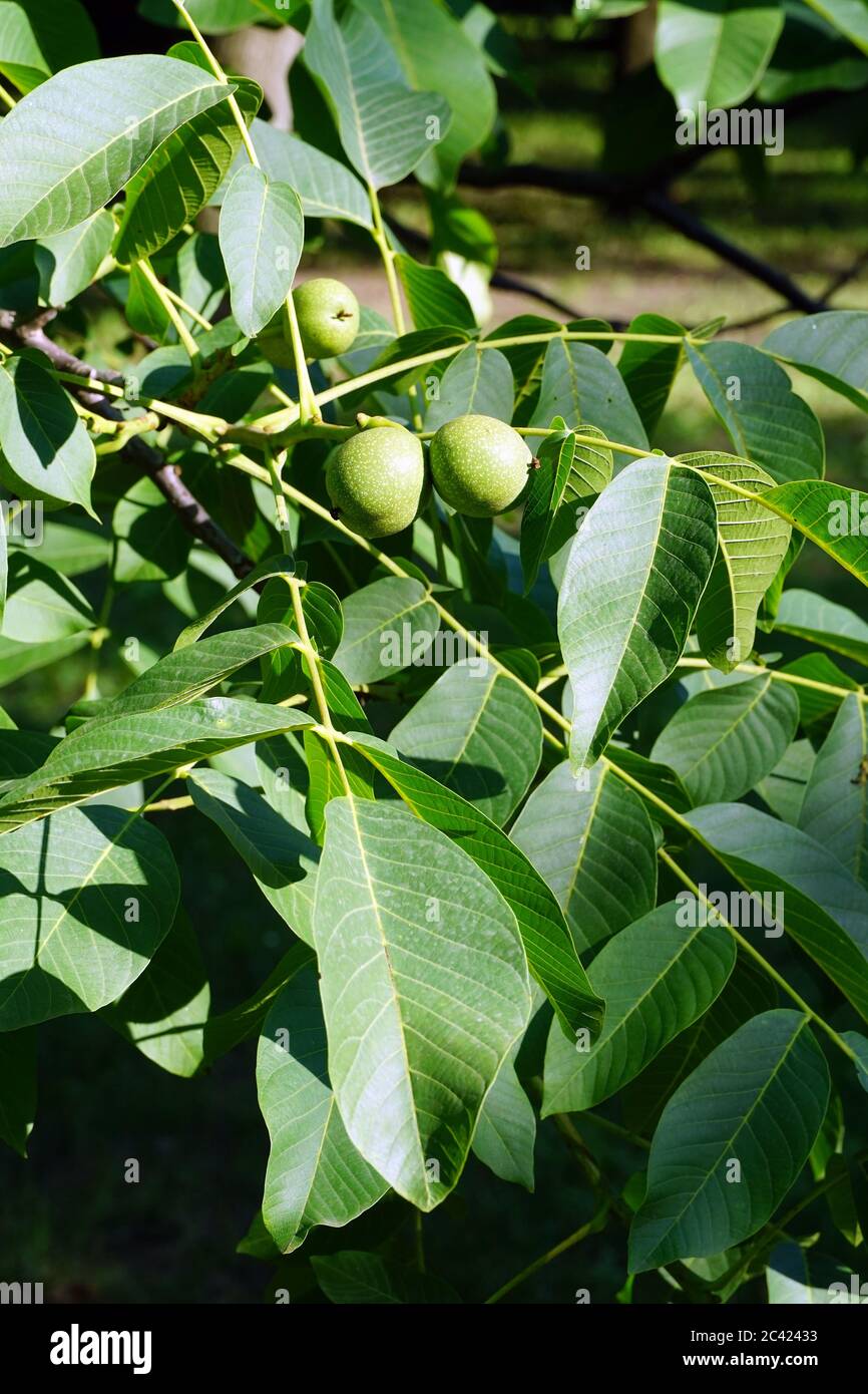Persian Walnut Juglans Regia High Resolution Stock Photography and ...