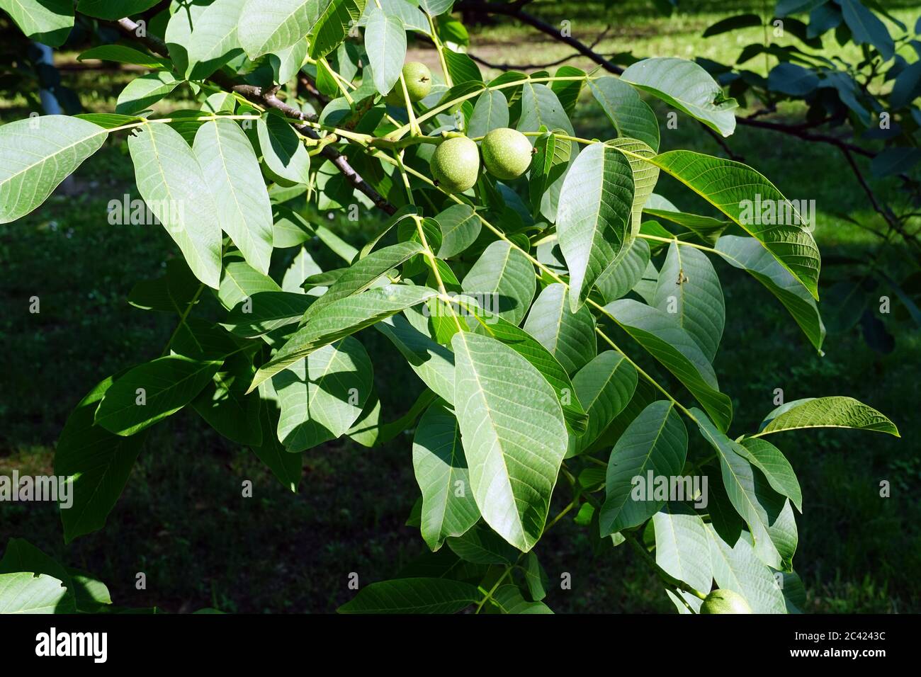 Persian walnut, English walnut, Carpathian walnut, Madeira walnut ...