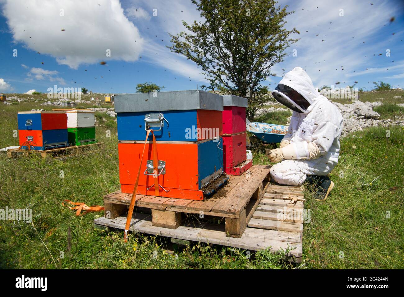 Beekeeper at work in south of france in a colorful environment Stock ...