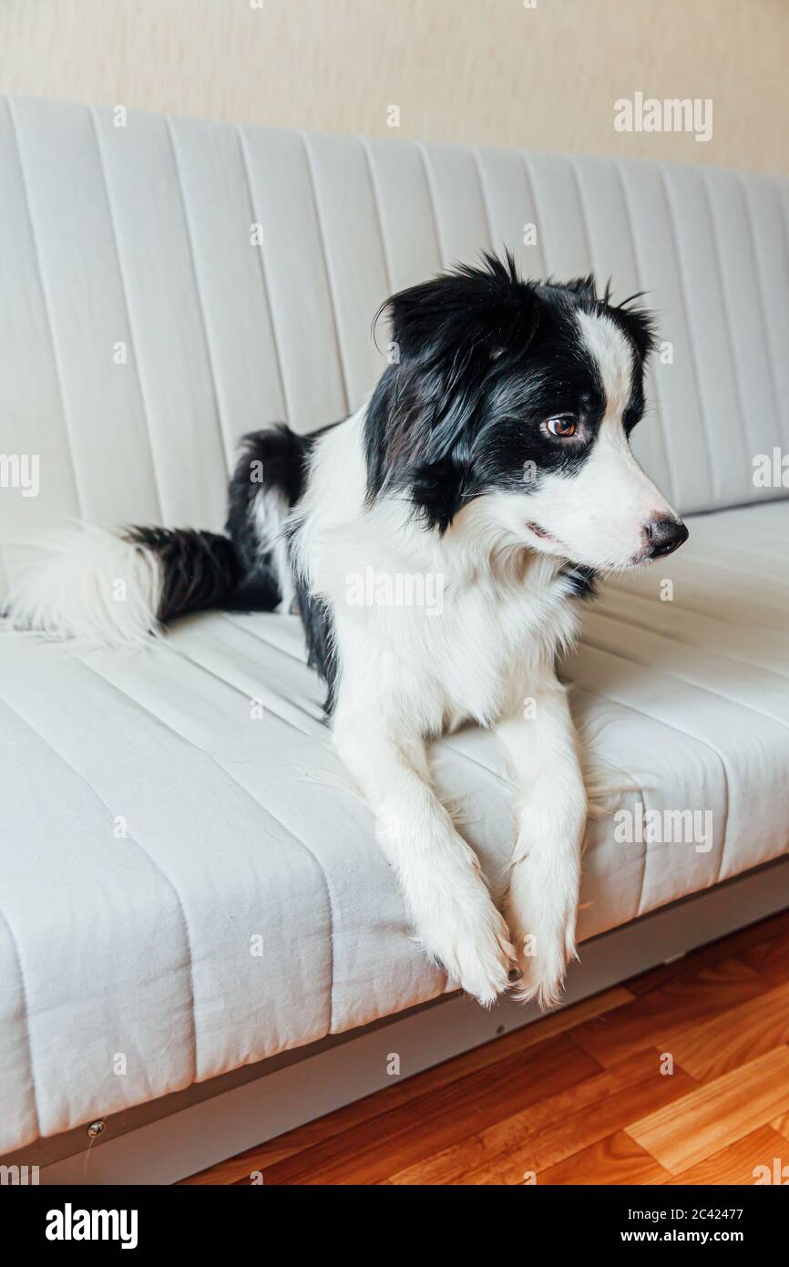 Funny portrait of cute smiling puppy dog border collie on couch indoors ...