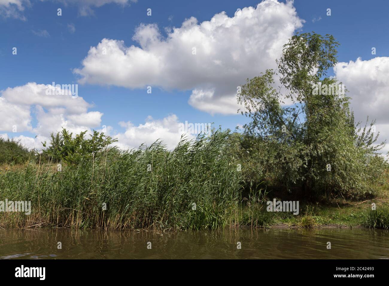 Bank plant-filled with a cane. Water and the blue sky with clouds Stock ...