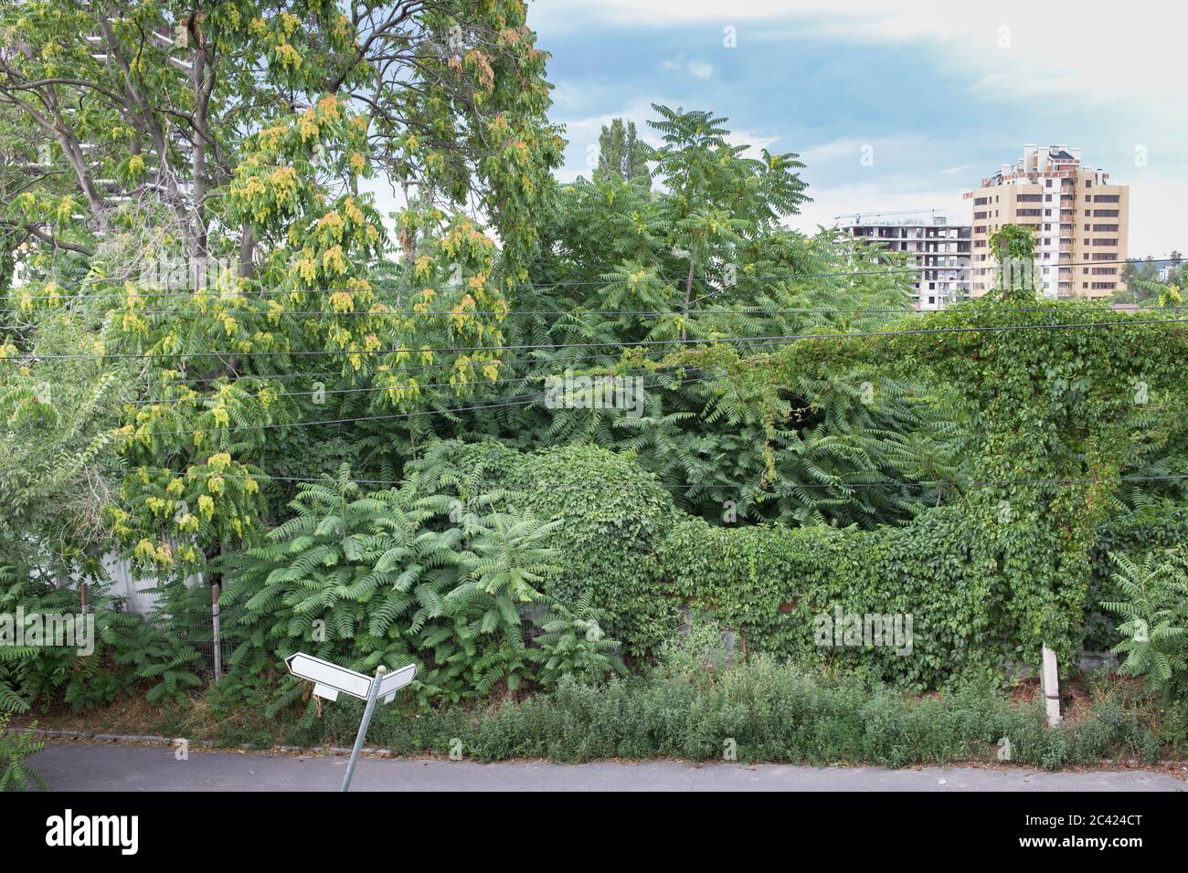Building city acacia tree hi-res stock photography and images - Alamy