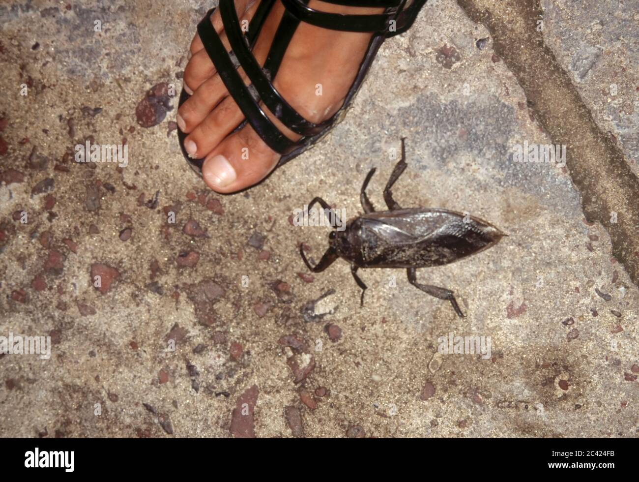 Woman sandals close up outside hi-res stock photography and images - Alamy